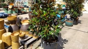 10 Tips For Growing Magnolias In Containers