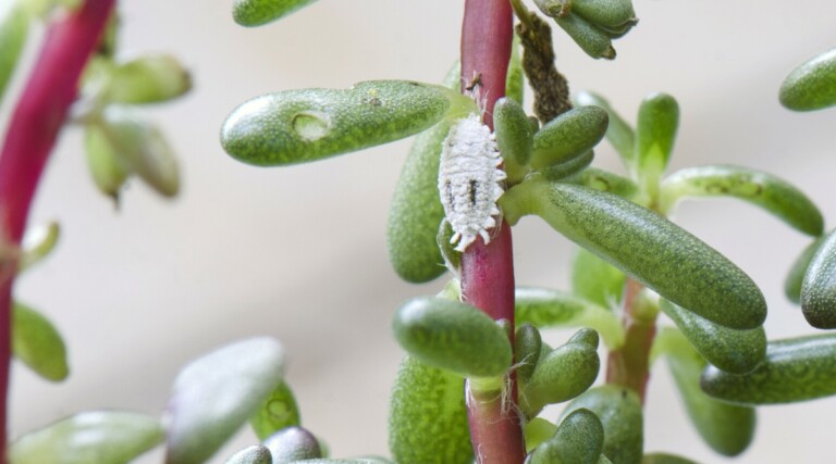 How to Plant, Grow, and Care For String of Rubies