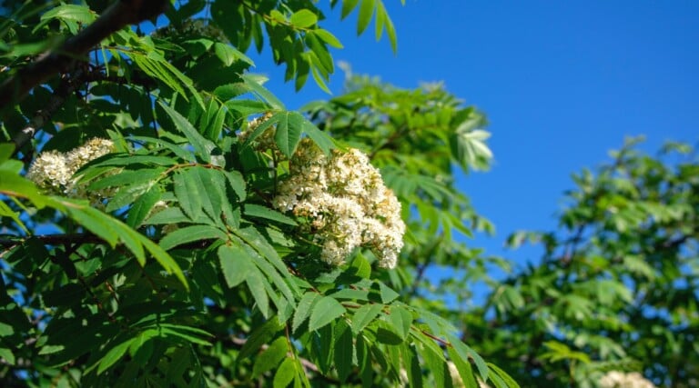 How to Plant, Grow, and Care for American Mountain Ash Trees