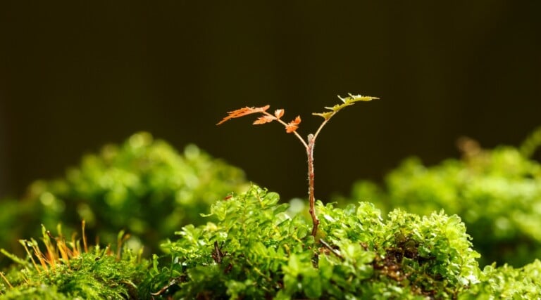 How to Plant, Grow, and Care for American Mountain Ash Trees