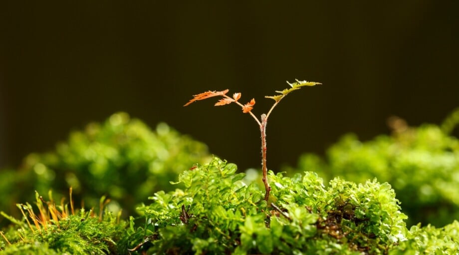 How to Plant, Grow, and Care for American Mountain Ash Trees