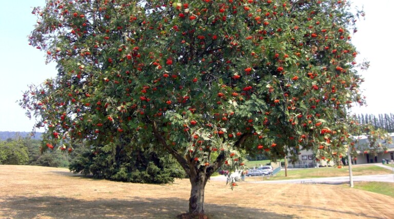 How to Plant, Grow, and Care for American Mountain Ash Trees
