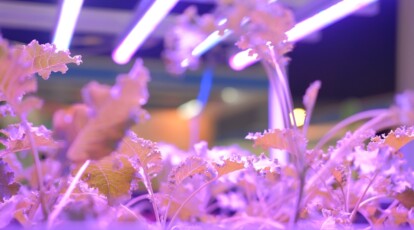Using Grow Lights: 9 Expert Tips