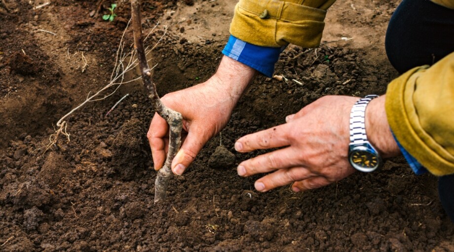 How to Plant Bare-Root Fruit Trees