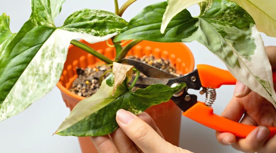 How to Plant, Grow, and Care for Syngonium (Arrowhead Vine)