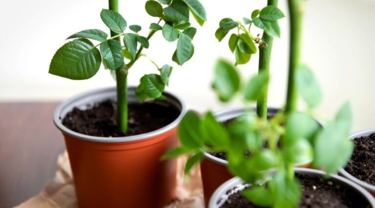 A Guide to Propagating Plants Using Stem Cuttings