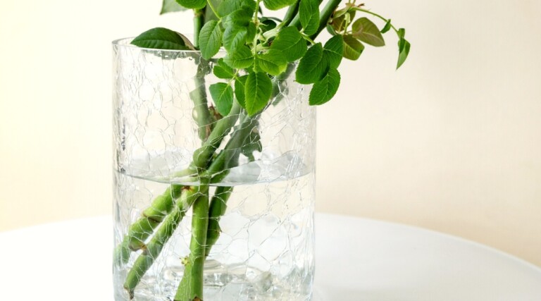 A Guide to Propagating Plants Using Stem Cuttings