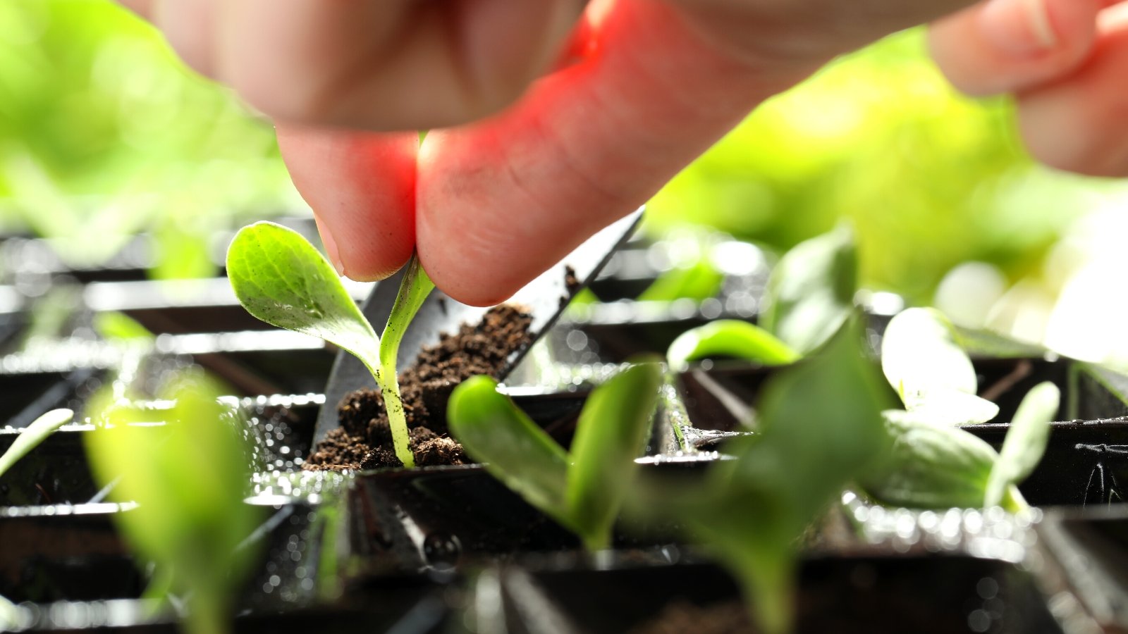 7 Seedling Myths to Stop Believing