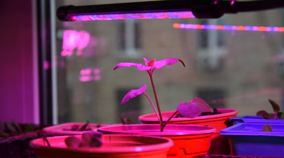 Using Grow Lights: 9 Expert Tips