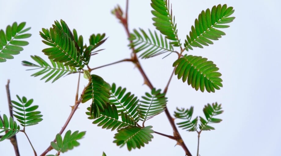 How to Plant, Grow, and Care for Sensitive Plants (Mimosa Pudica)