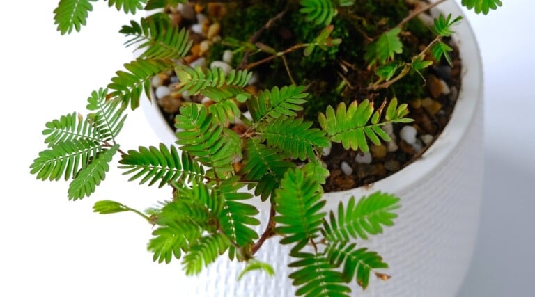 How to Plant, Grow, and Care for Sensitive Plants (Mimosa Pudica)