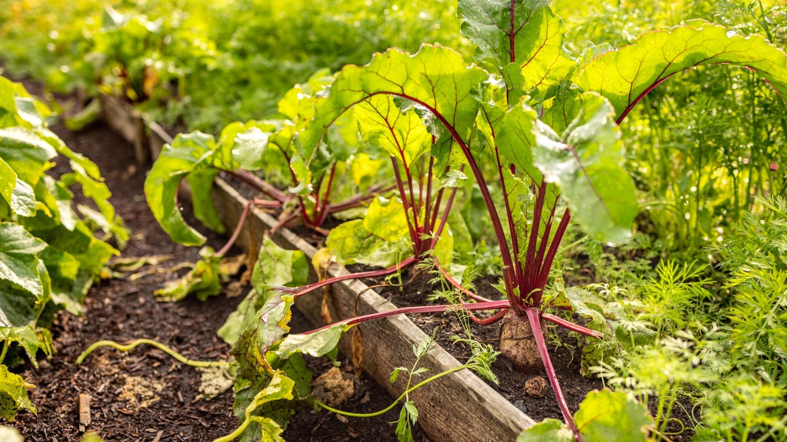 13 Ways to Make the Most of Your Short Growing Season