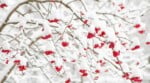 How to Plant, Grow, and Care for American Mountain Ash Trees