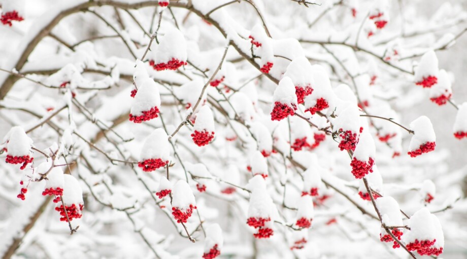 How to Plant, Grow, and Care for American Mountain Ash Trees