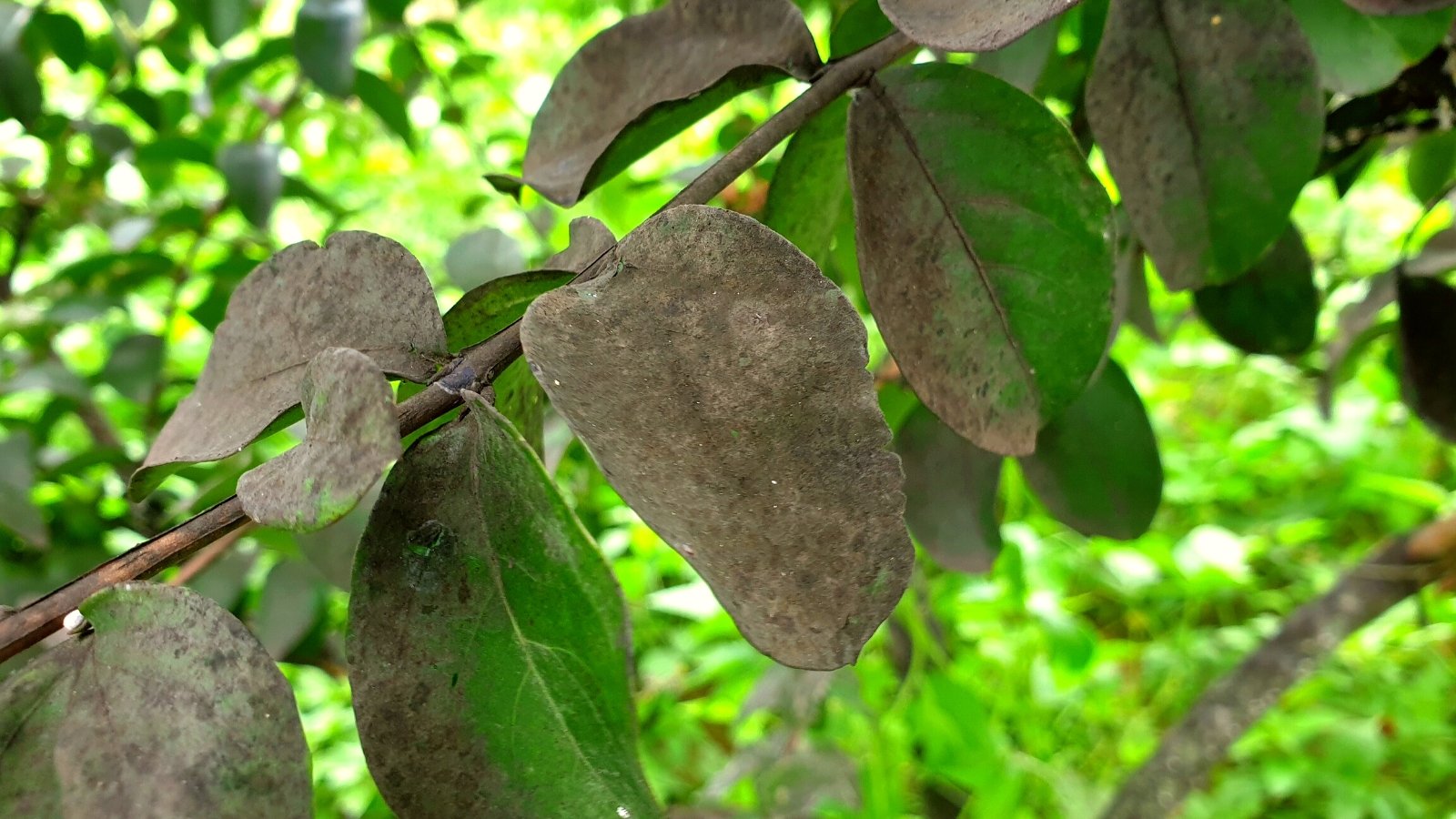 How to Identify, Prevent, and Treat Sooty Mold in the Garden