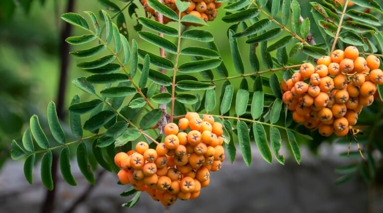 How to Plant, Grow, and Care for American Mountain Ash Trees