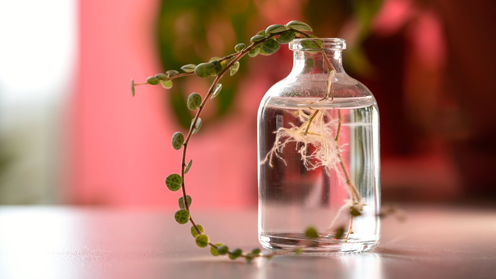 A Guide to Propagating Plants Using Stem Cuttings