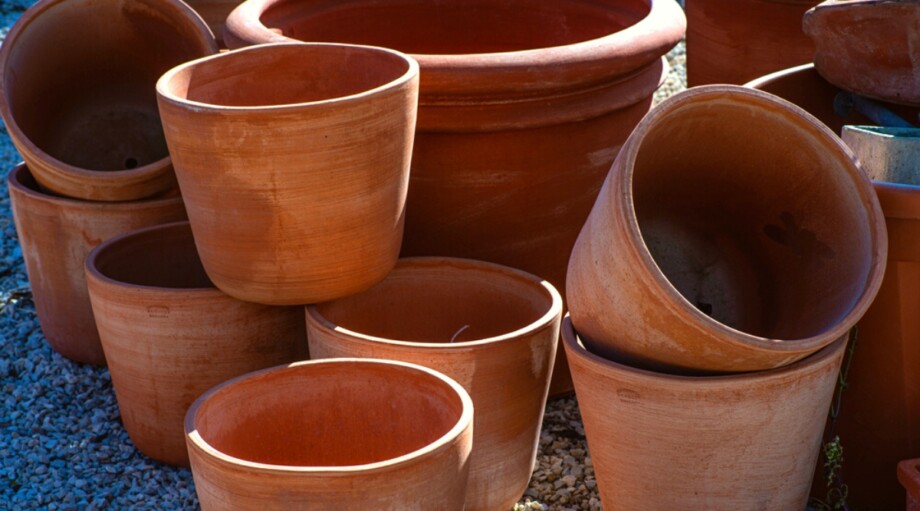 10 Tips For Growing Magnolias In Containers