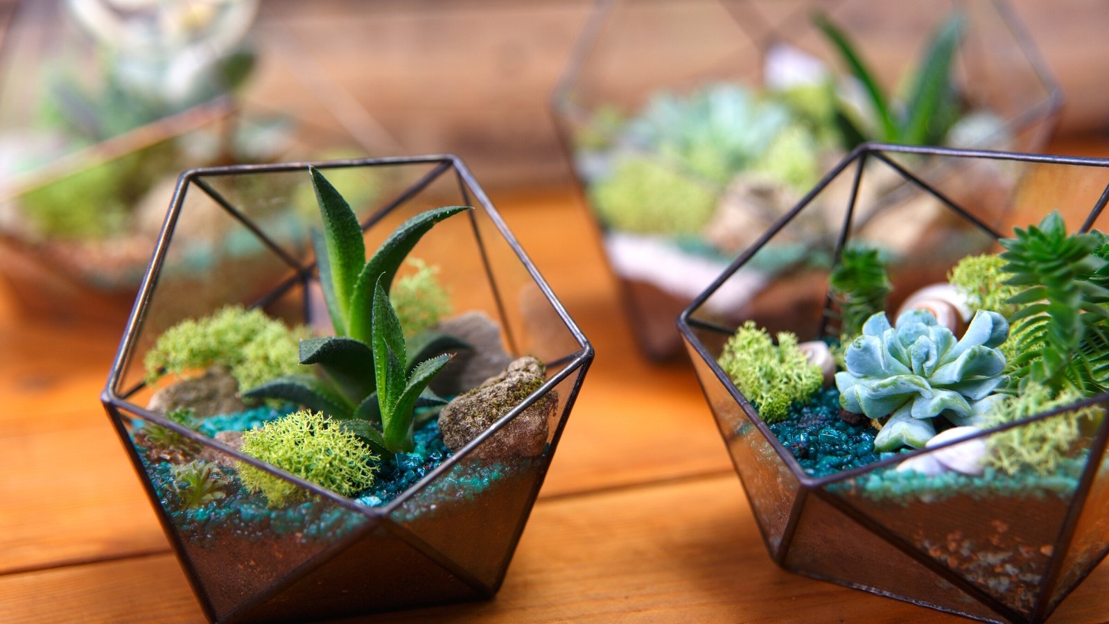 Illustration De Terrarium BioArt | Een Perfecte Mix Van Schoonheid,