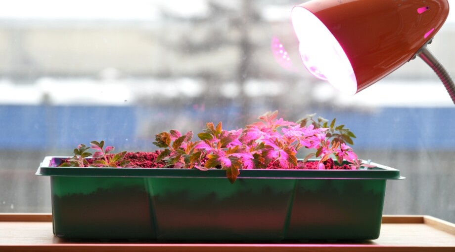 Using Grow Lights: 9 Expert Tips