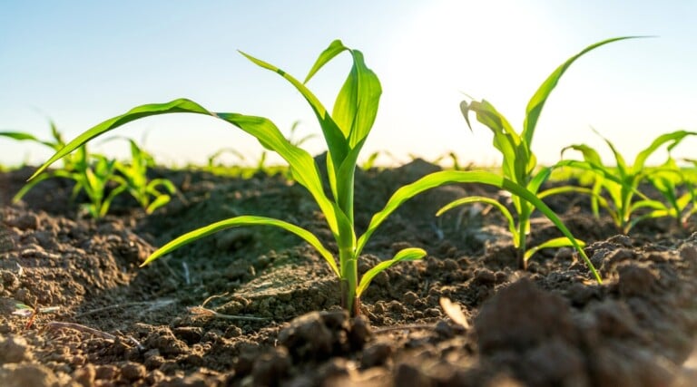 How To Grow Your Own Popcorn
