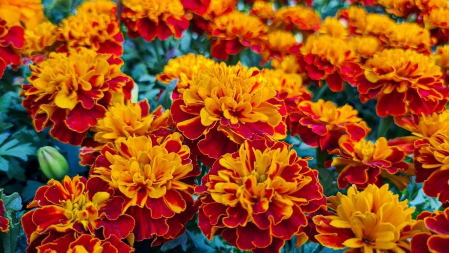 21 Best Flowers for Gardeners with a Short Growing Season