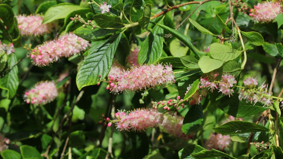 13 US-Native Plants That Can Withstand Extreme Cold