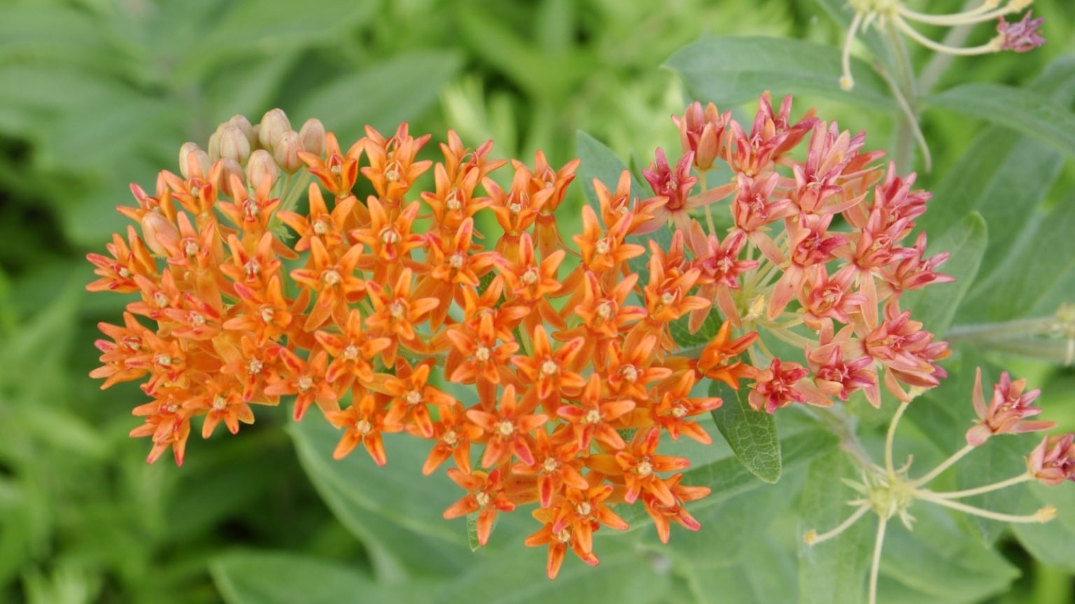 How to Plant, Grow, and Care for Butterfly Flower