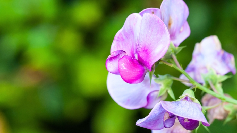 21 Best Flowers for Gardeners with a Short Growing Season