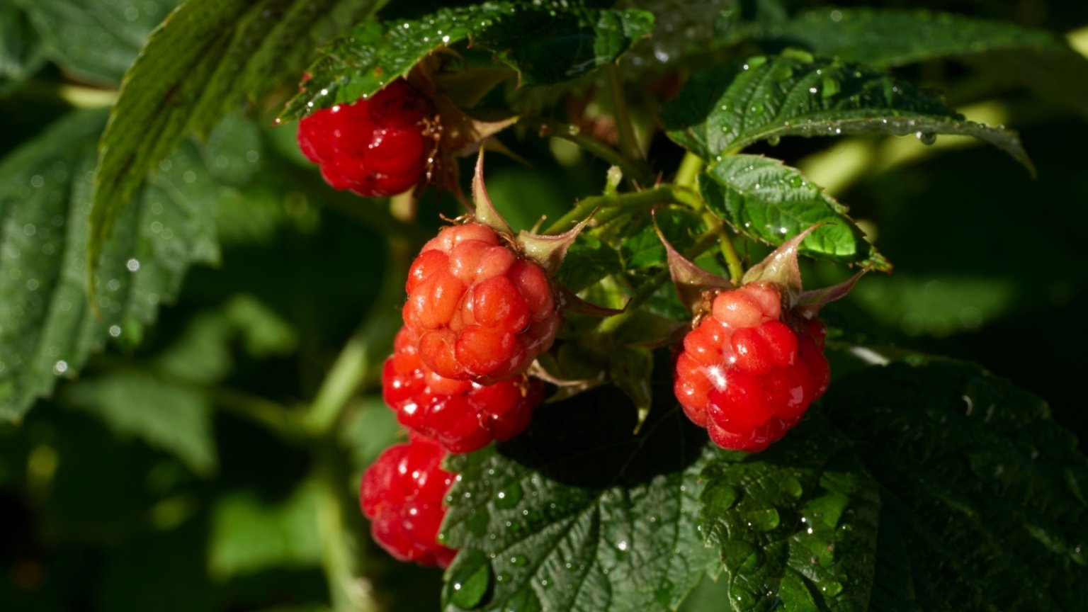 How to Plant, Grow, and Care for 'Heritage' Raspberries