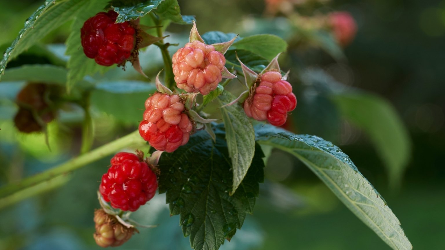 How to Plant, Grow, and Care for 'Heritage' Raspberries