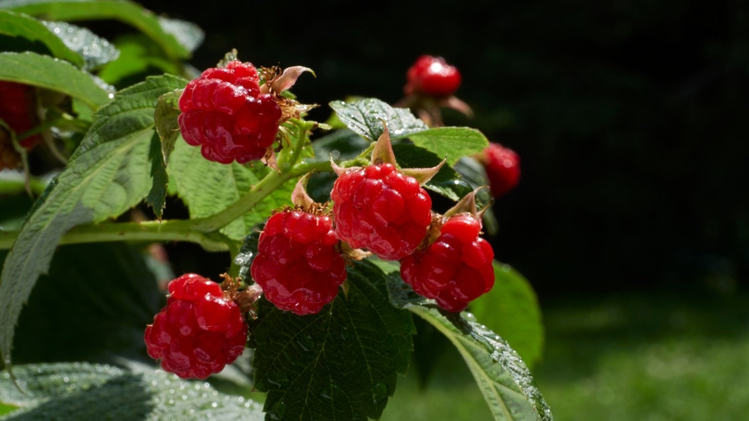 How to Plant, Grow, and Care for 'Heritage' Raspberries
