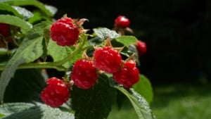 How to Plant, Grow, and Care for 'Heritage' Raspberries