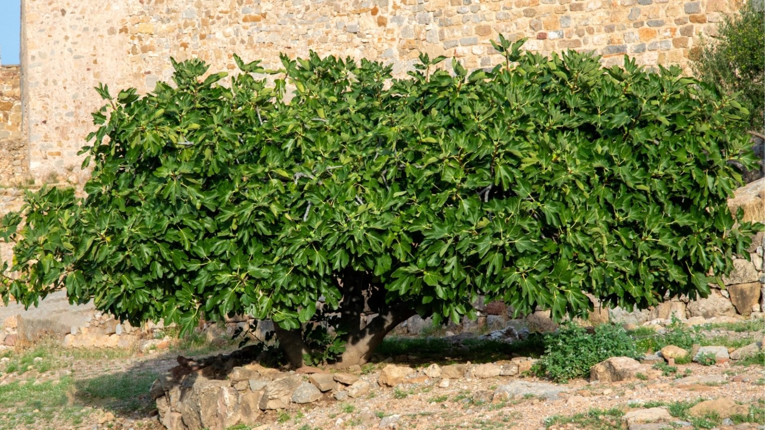 How to Plant, Grow, and Care For Fig Trees