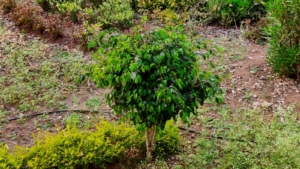 How to Plant, Grow, and Care For Fig Trees