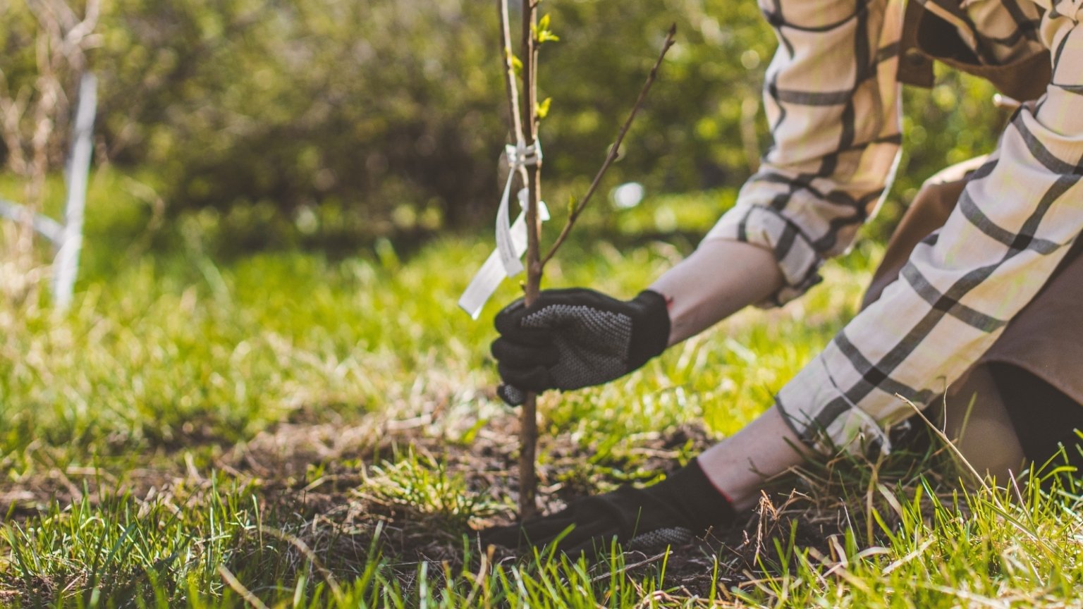 How to Plant, Grow, and Care for ‘Lapins’ Cherry Trees