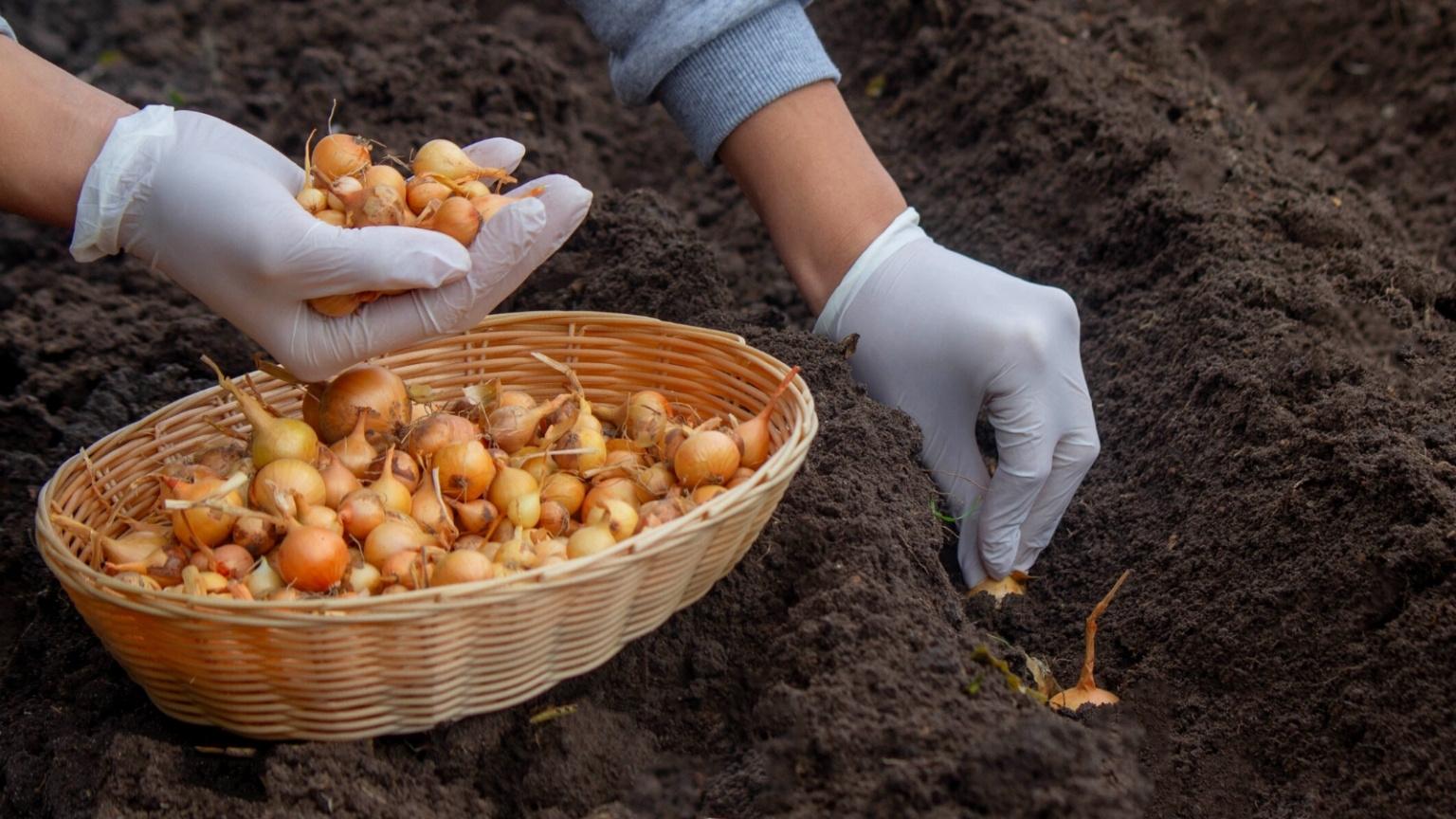 15 Tasks to do in March for a Flourishing Spring Garden