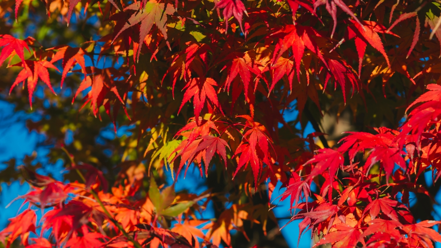 9 Ancient Plants You Can Grow in Modern Gardens