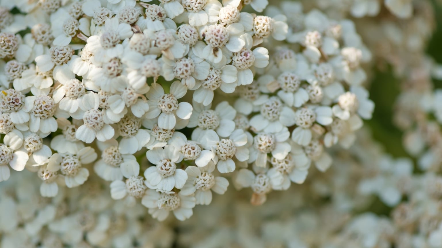 27 Drought-Tolerant Perennial Flowers for Dry Gardens