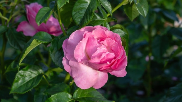 25 Best Tree Roses For Your Garden