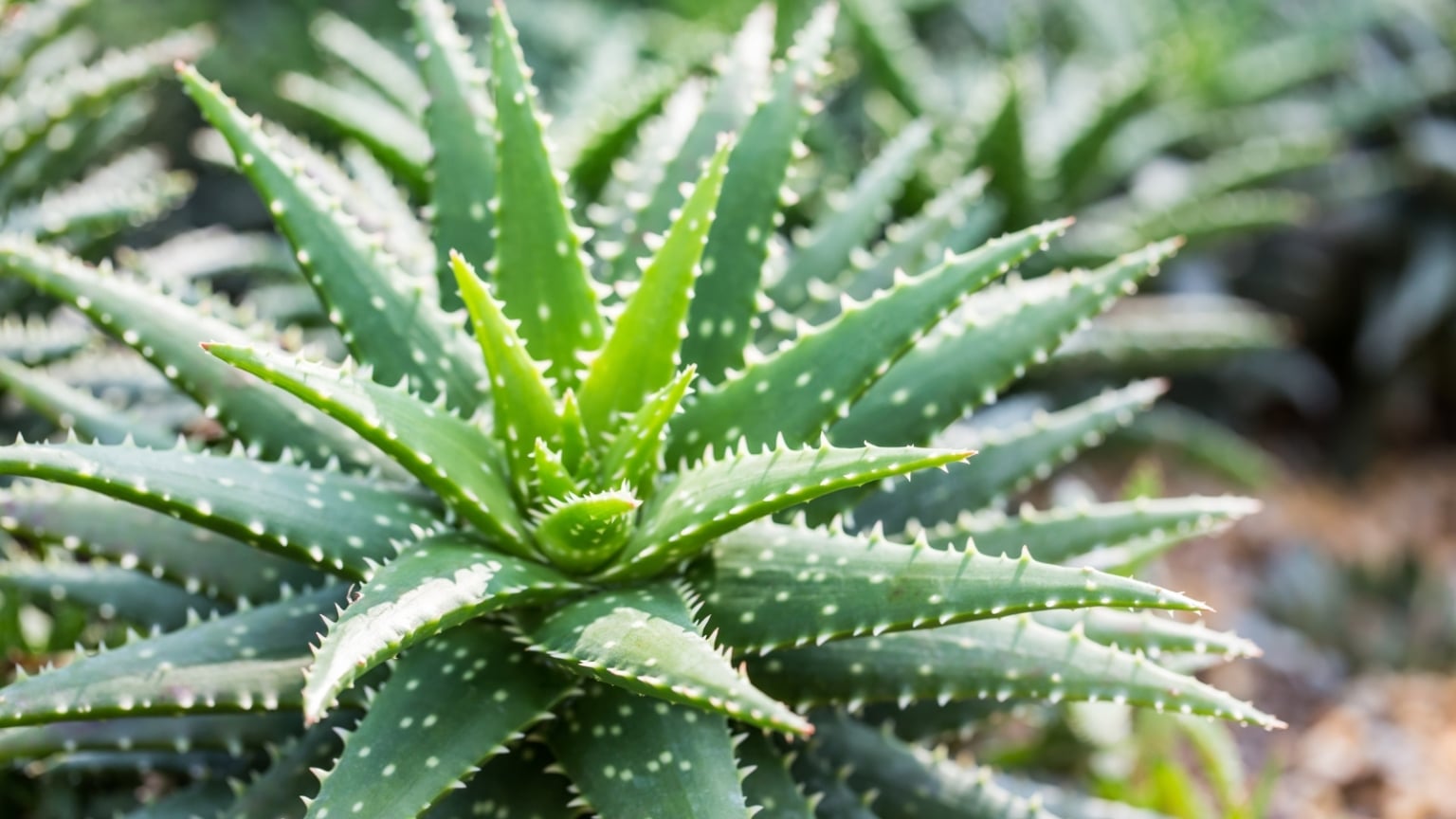 37 Tough Desert Plants for Your Garden
