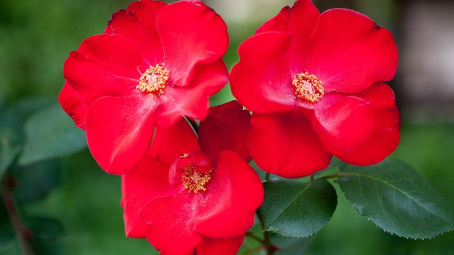 21 Roses That Will Cover a Wall in a Single Season