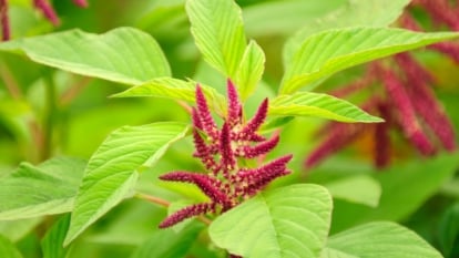 How to Plant, Grow, and Care for Love-Lies-Bleeding Amaranth