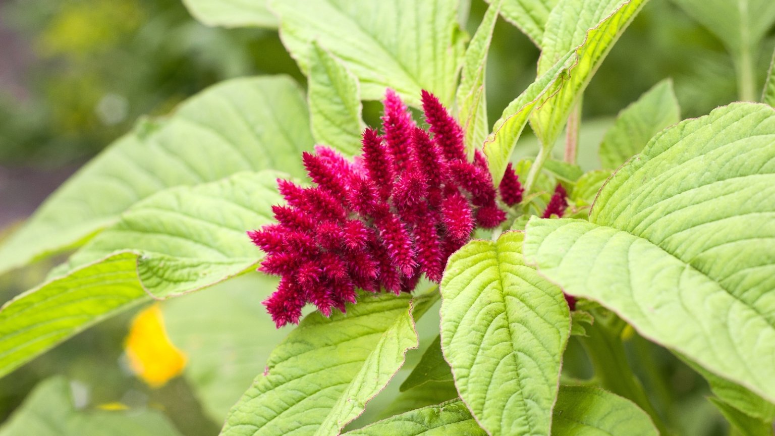 How to Plant, Grow, and Care for Love-Lies-Bleeding Amaranth