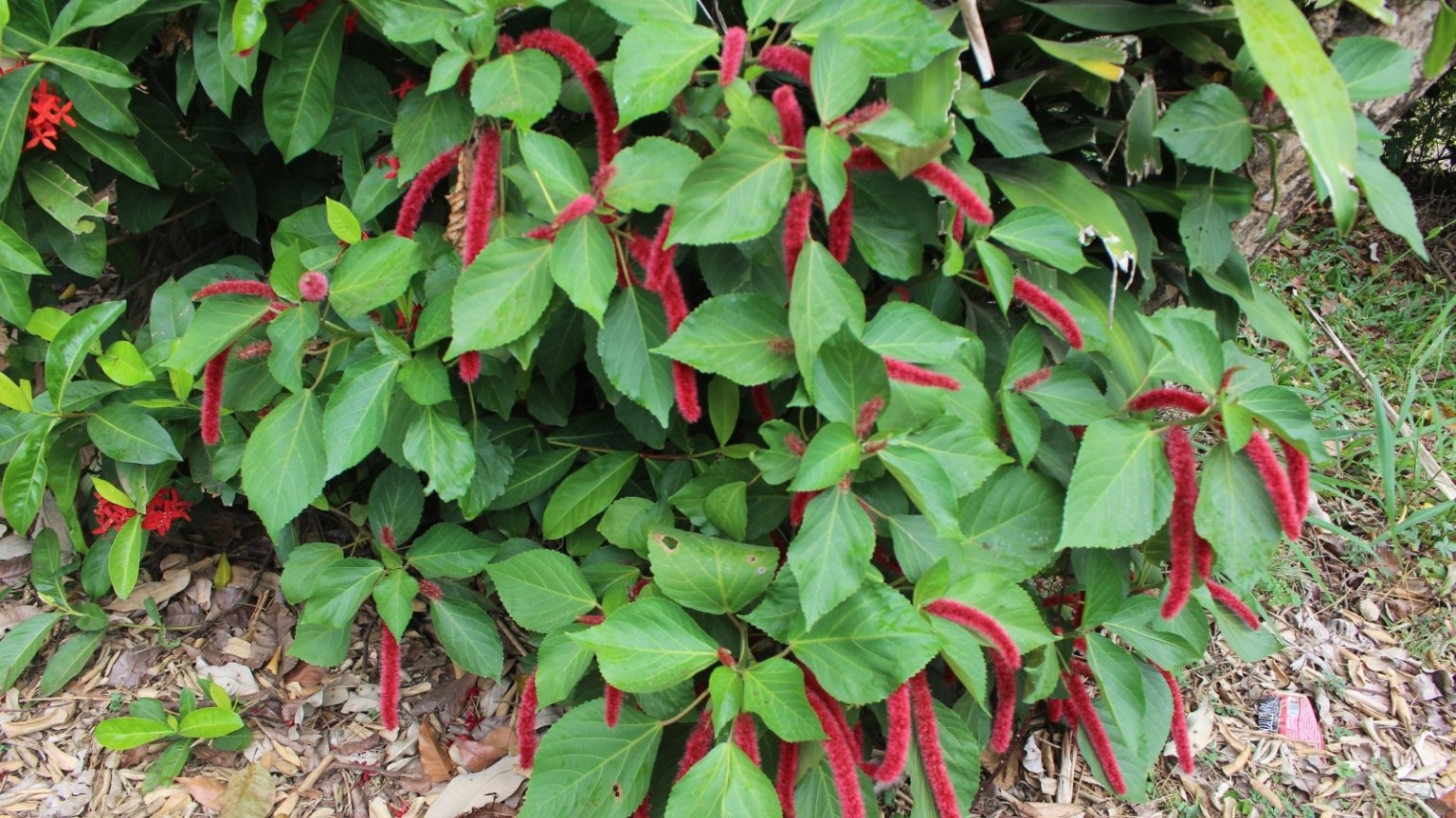 How to Plant, Grow, and Care for Love-Lies-Bleeding Amaranth