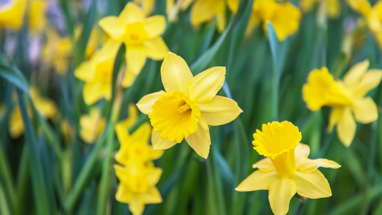 When and How to Prune Daffodils After Blooming