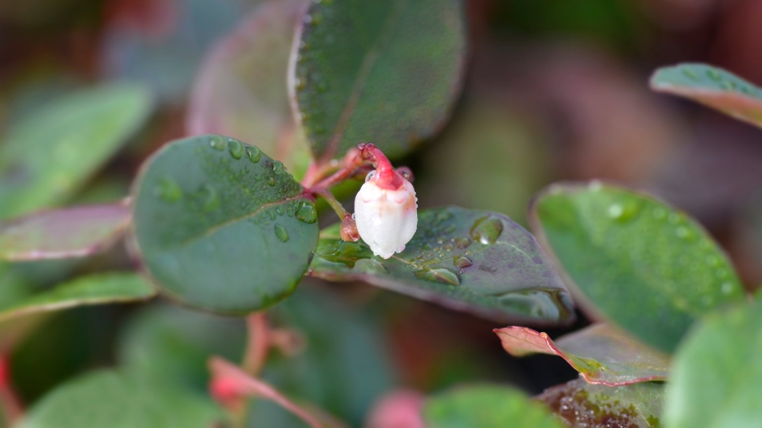 How to Plant, Grow, and Care For Wintergreen