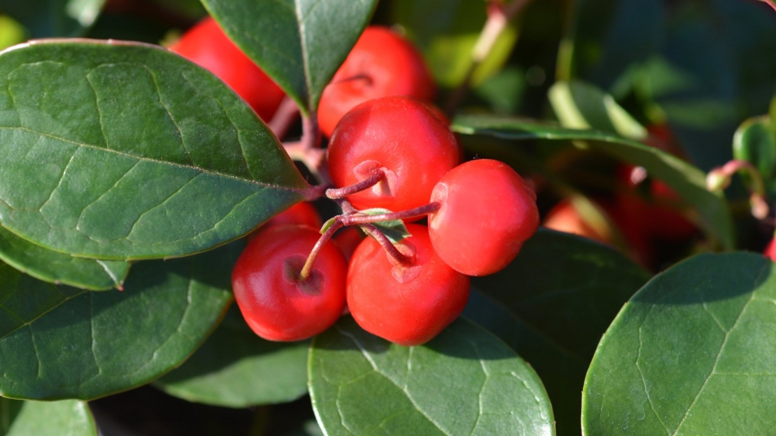How to Plant, Grow, and Care For Wintergreen