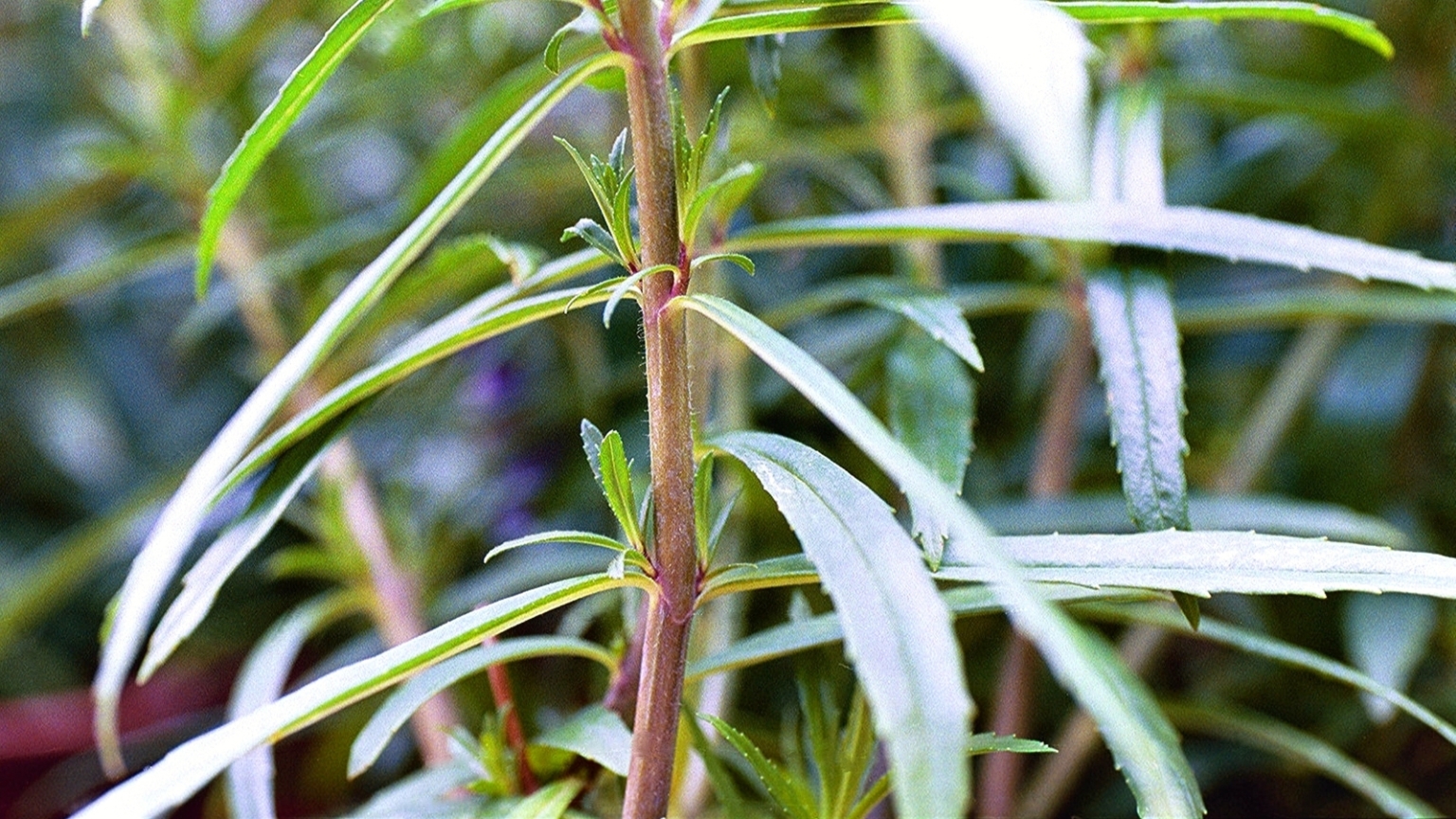 How to Plant, Grow, and Care for Angelonia