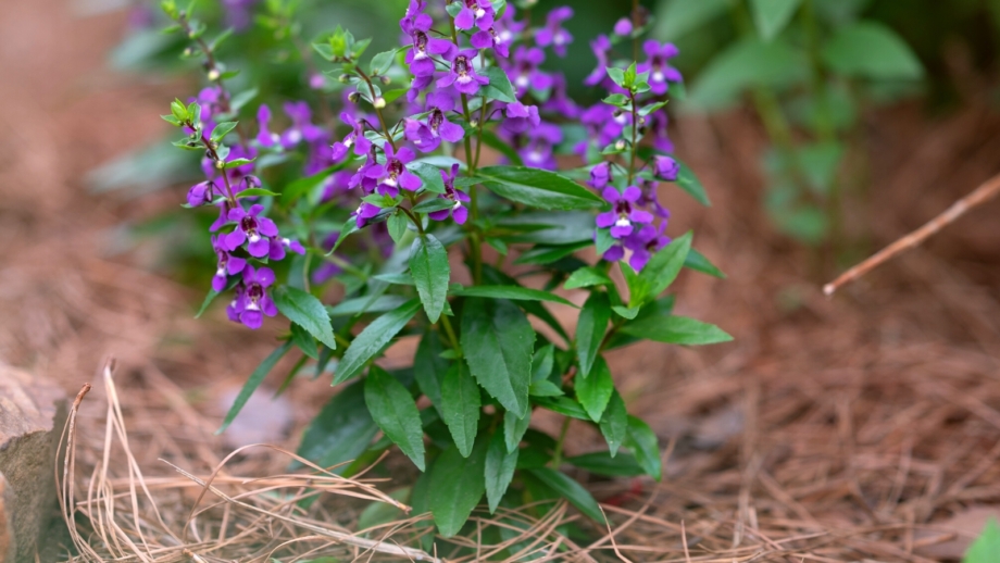 How to Plant, Grow, and Care for Angelonia